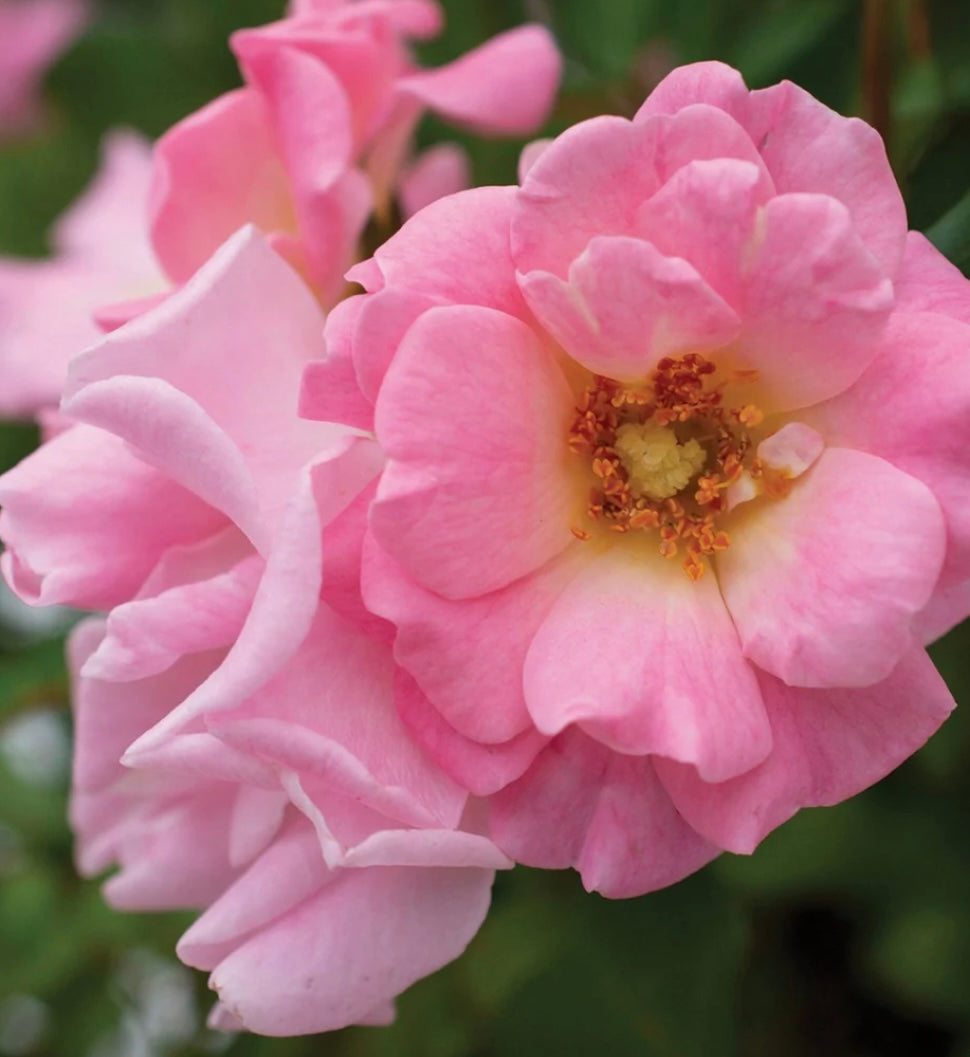 *Blushing Drift® Rose – The Twisted Twig Co.