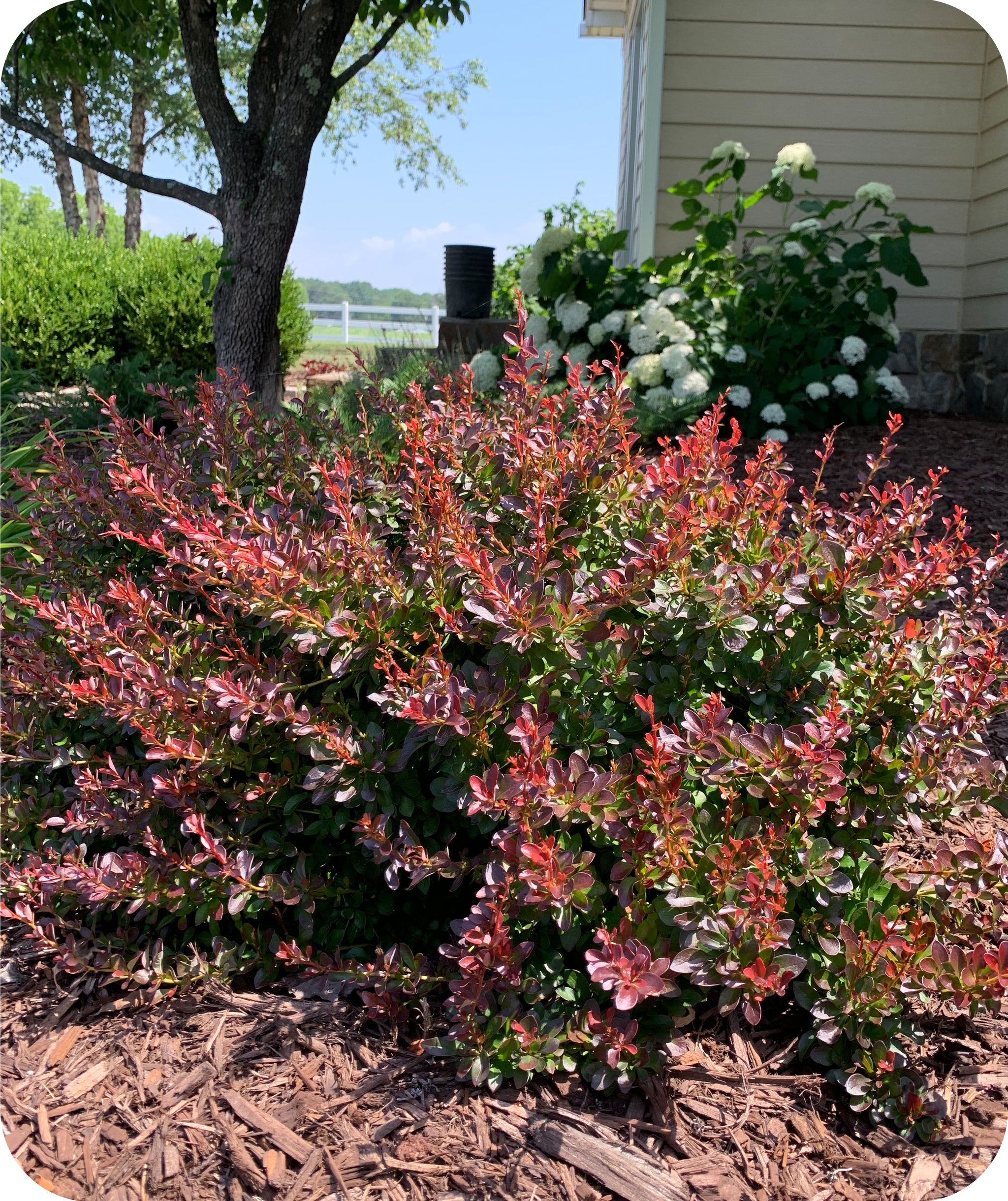 Dwarf Barberry